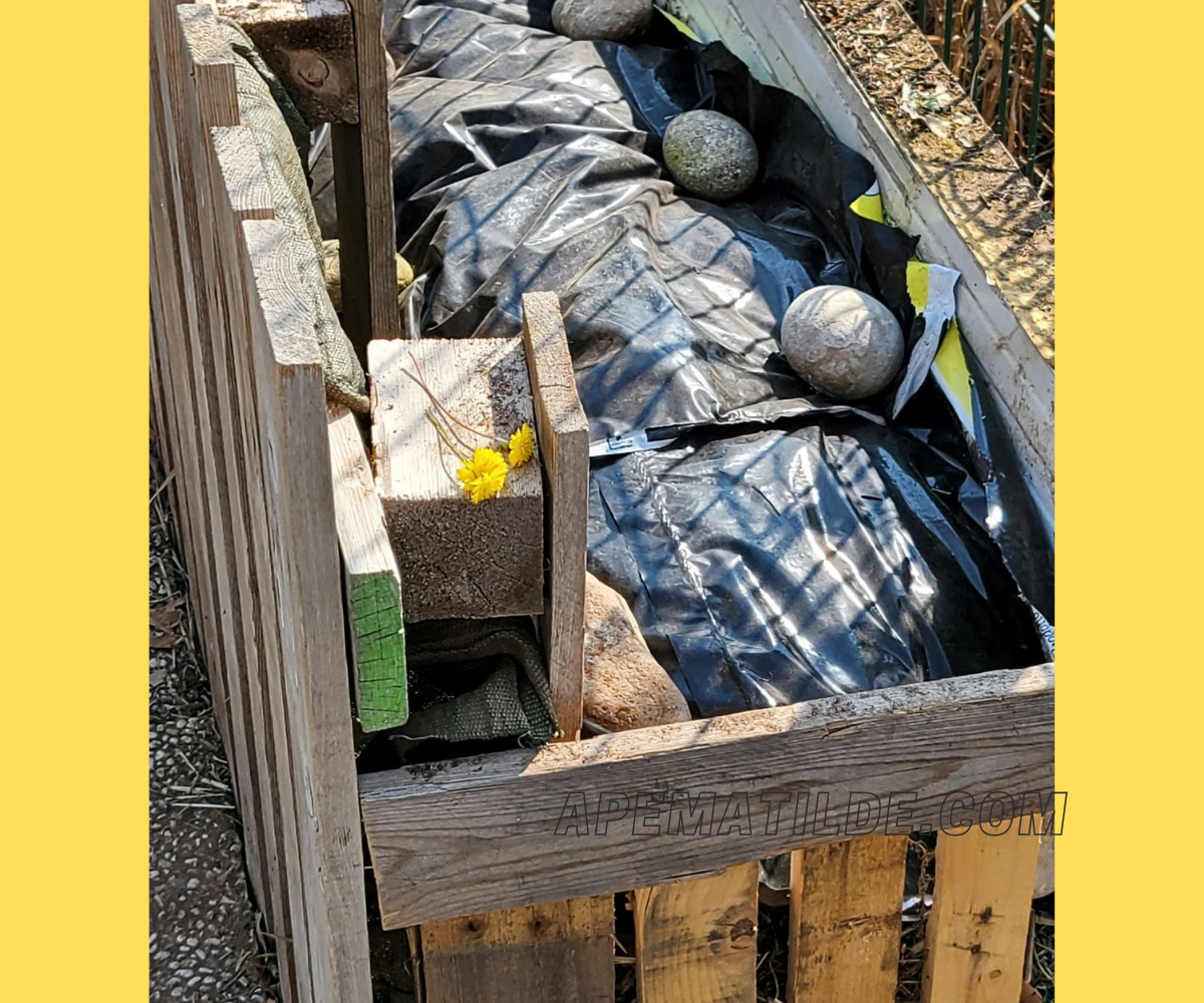 Benefici della compostiera nell'orto - Ape Matilde